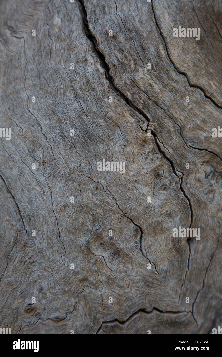 Full frame tree trunk hi-res stock photography and images - Alamy