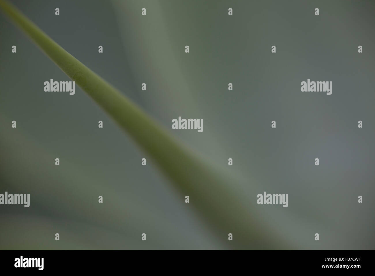 Close-up of plants Stock Photo - Alamy