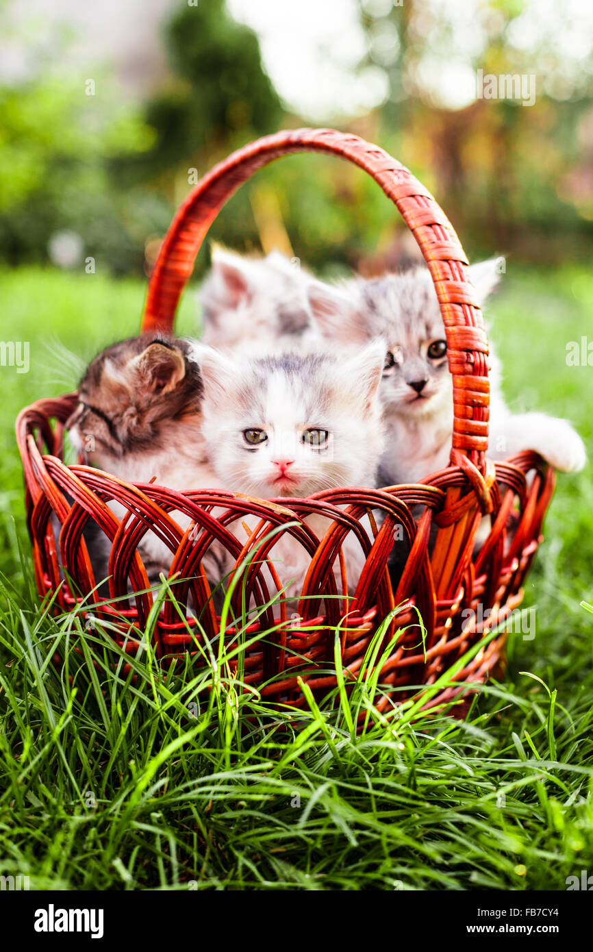 Kittens in the basket Stock Photo - Alamy