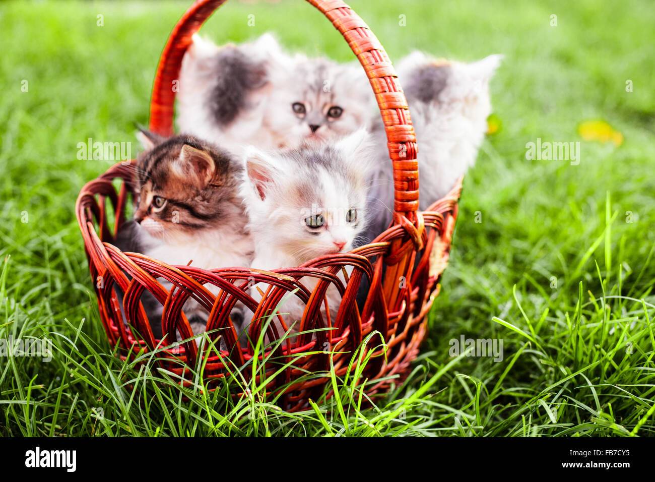 Kittens in the basket Stock Photo - Alamy