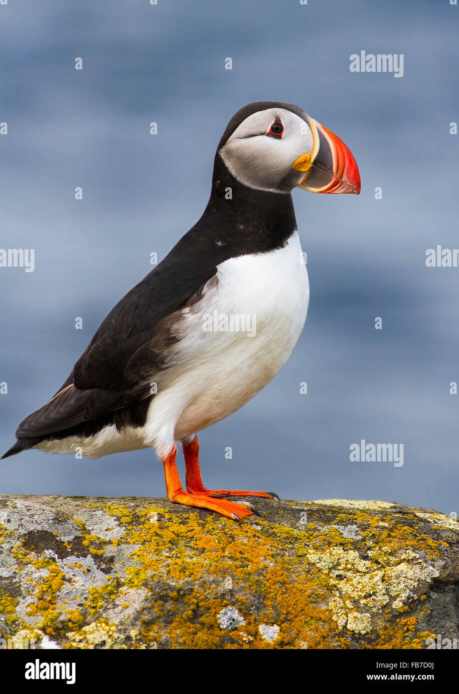 Puffin on rock hi-res stock photography and images - Alamy