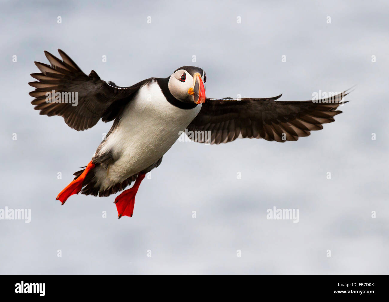 Puffin landing hi-res stock photography and images - Alamy