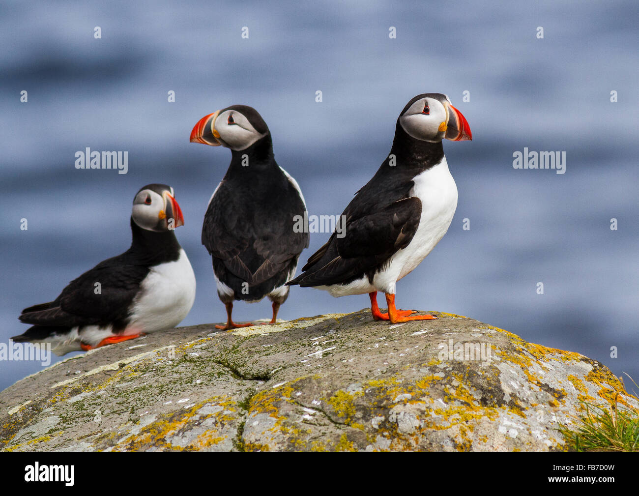 Puffins on a rock Stock Photo - Alamy