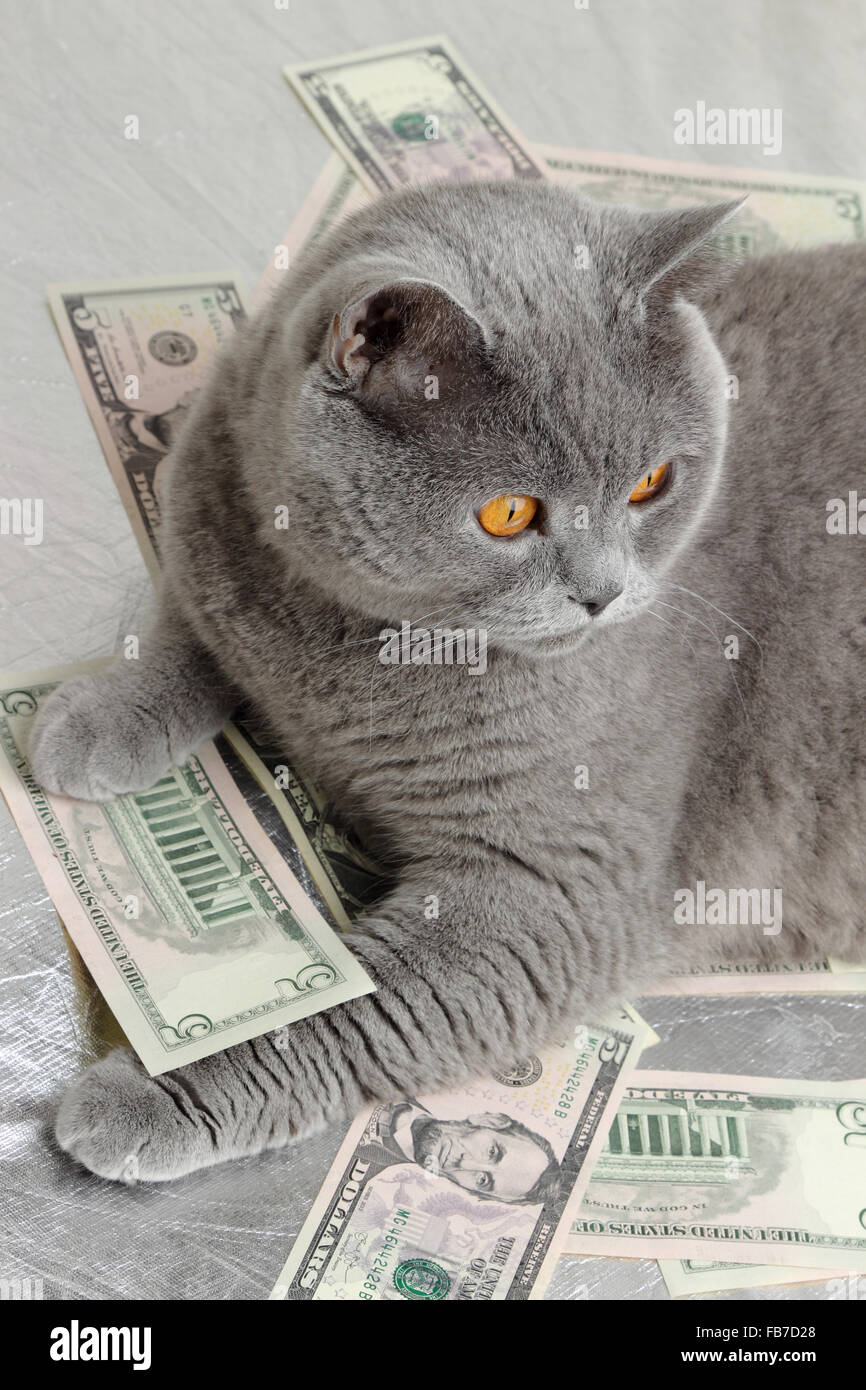 British cat and cash US dollars Stock Photo - Alamy