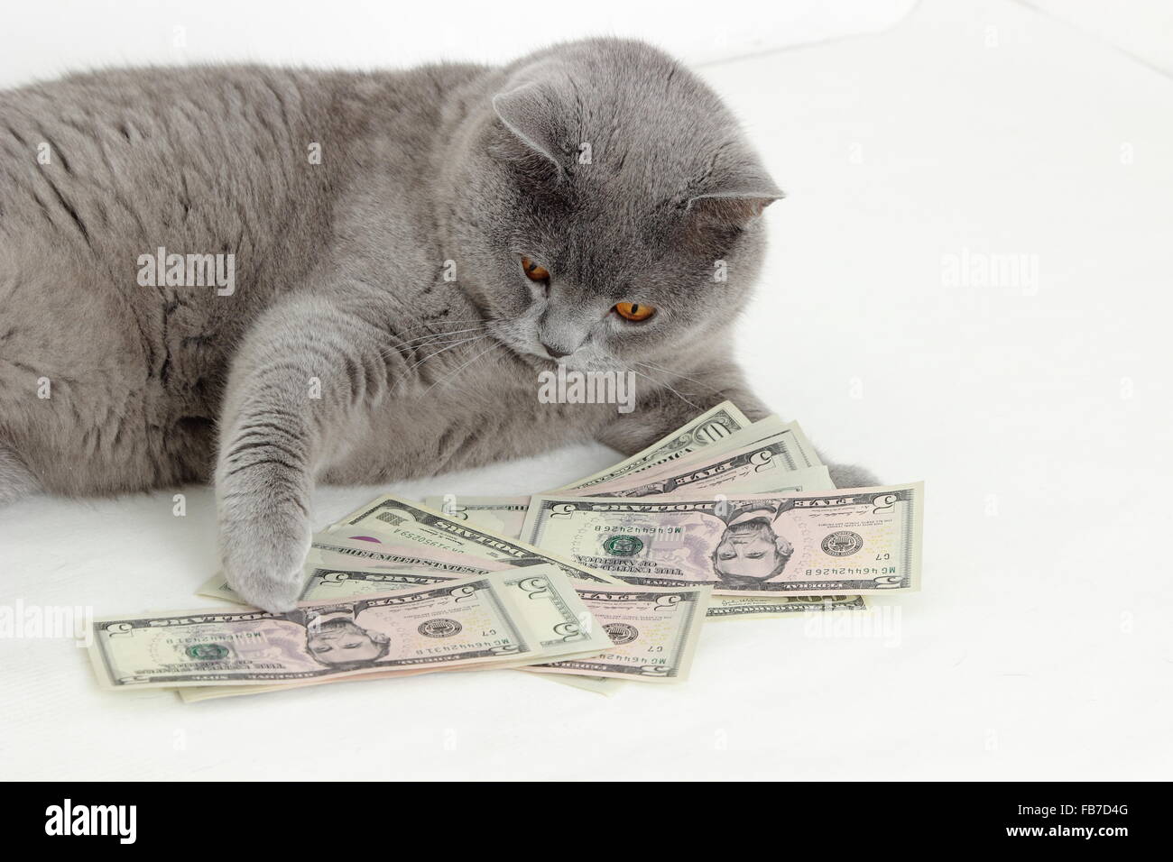 Cat holding paper hi-res stock photography and images - Alamy