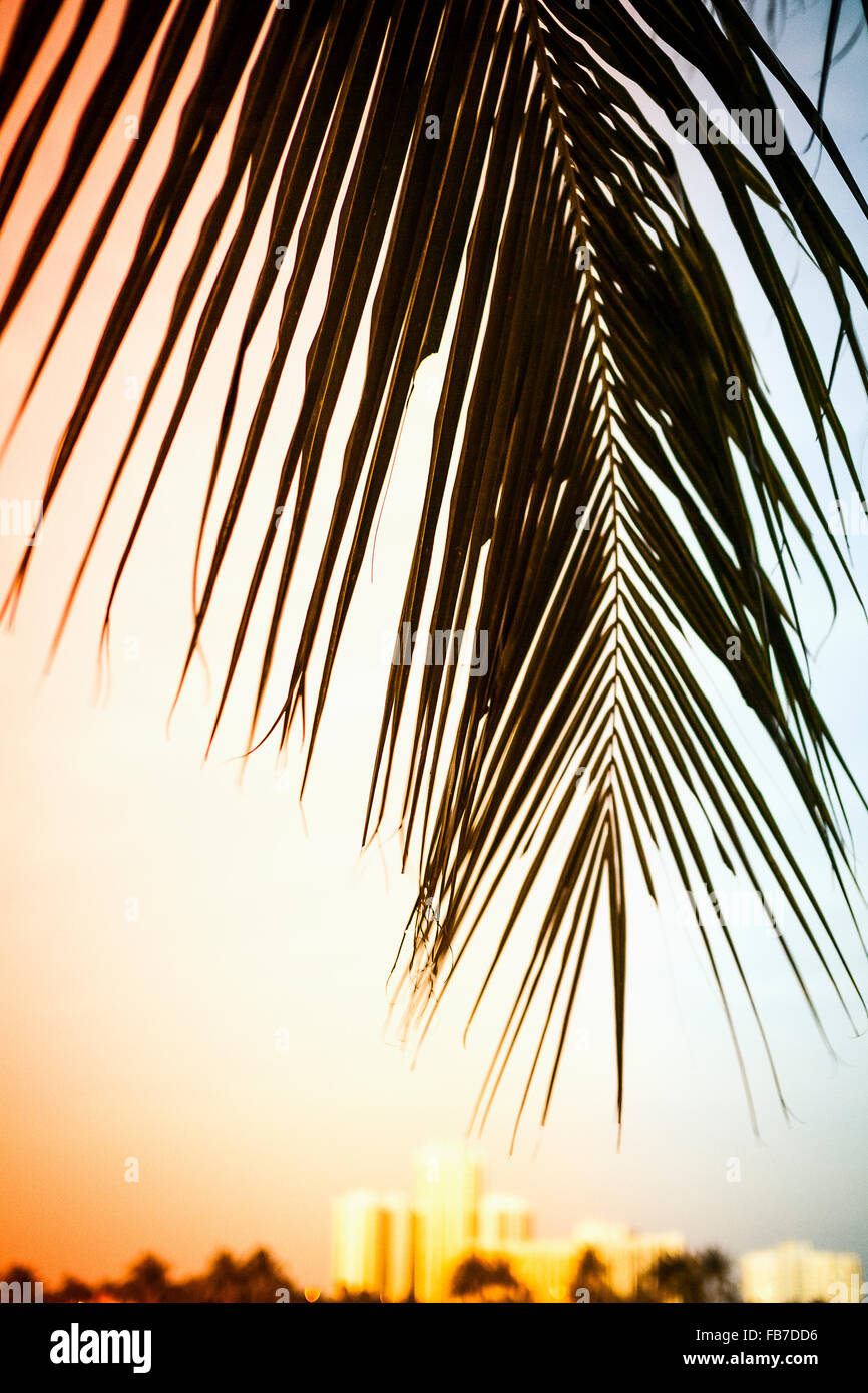 Palm leaf during sunset Stock Photo - Alamy