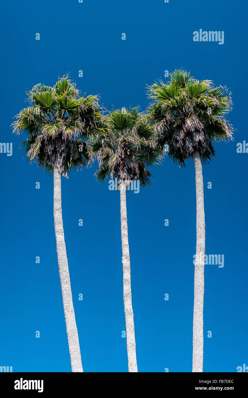 Low angle photography palm trees hi-res stock photography and images ...