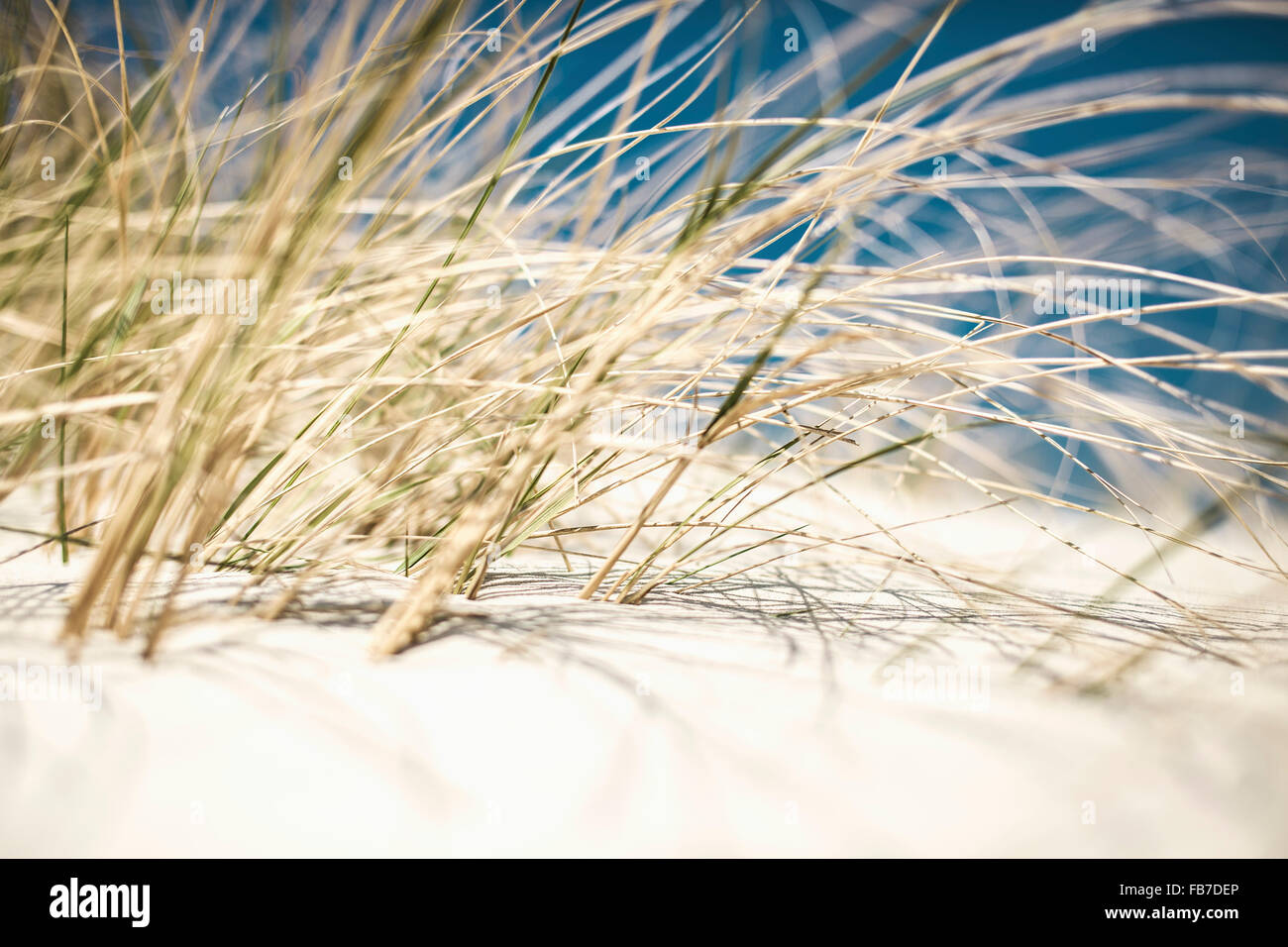 Close up sand dune grass hi-res stock photography and images - Alamy