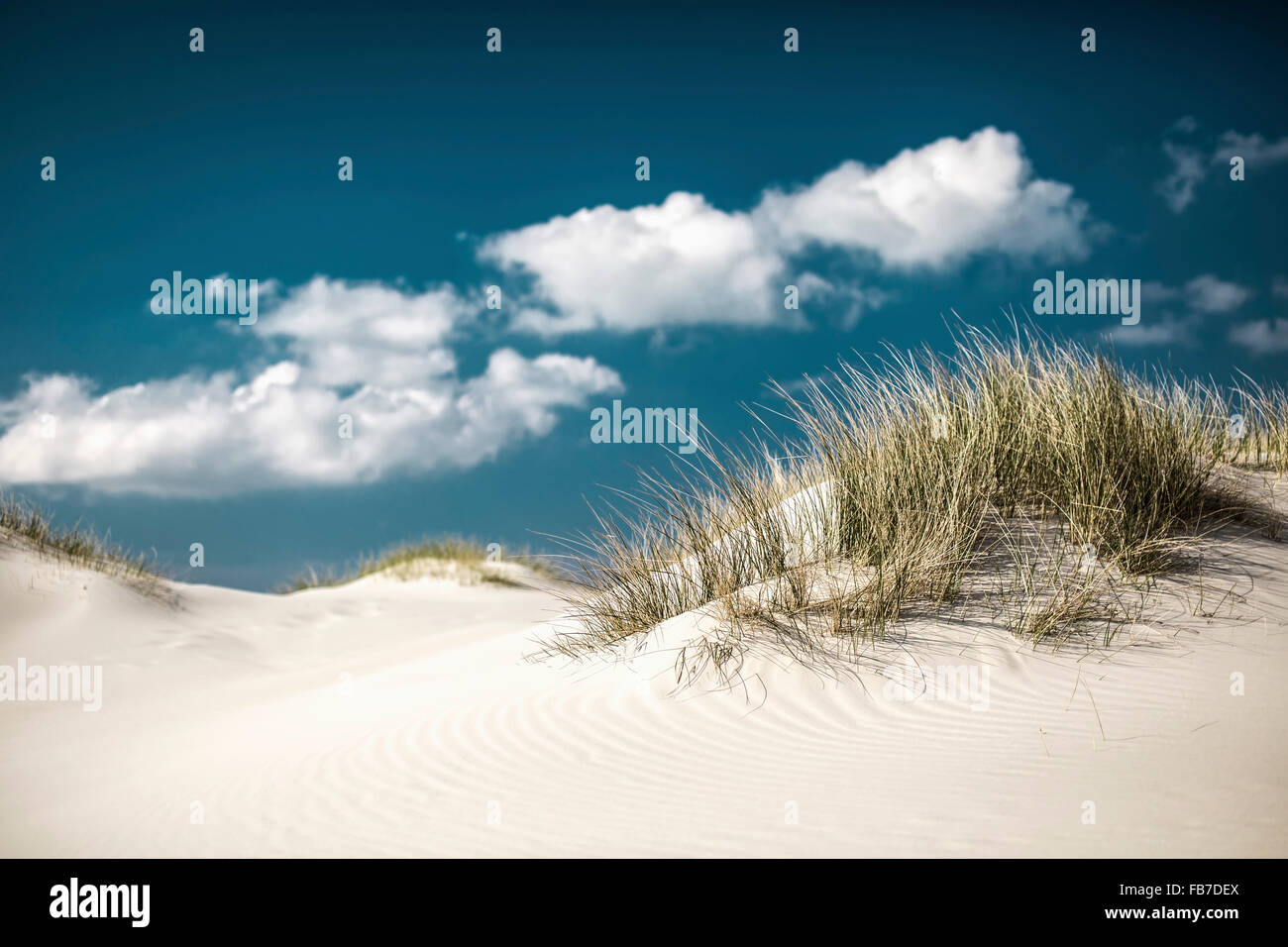 Grass growing on sand dunes Stock Photo - Alamy