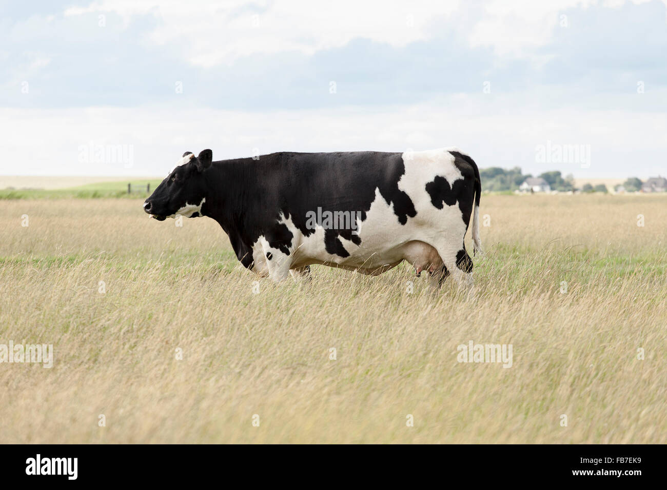 Side view of cow standing on grassy field Stock Photo - Alamy