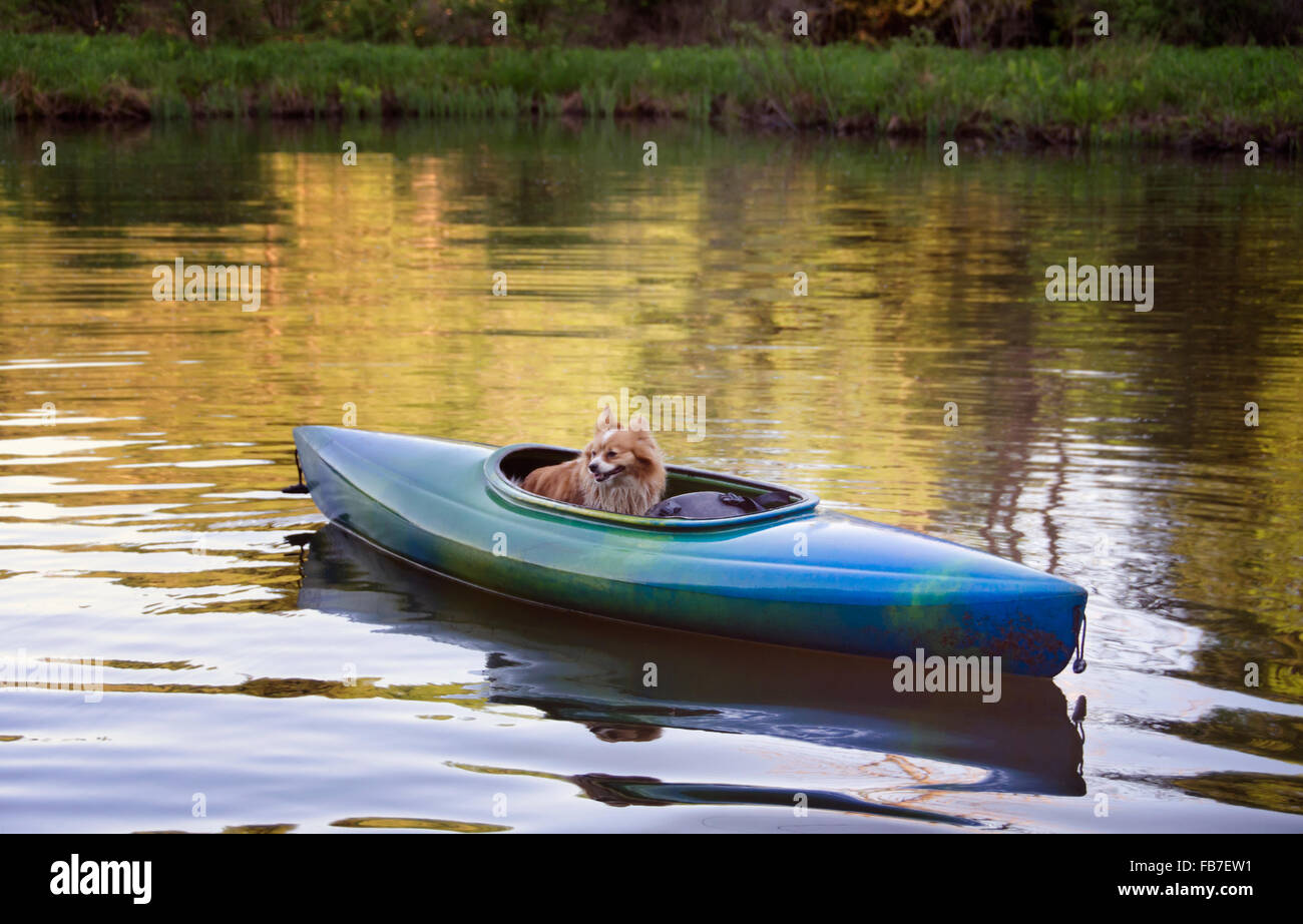 small dog in kayak floating on lake or pond in summer Stock Photo - Alamy