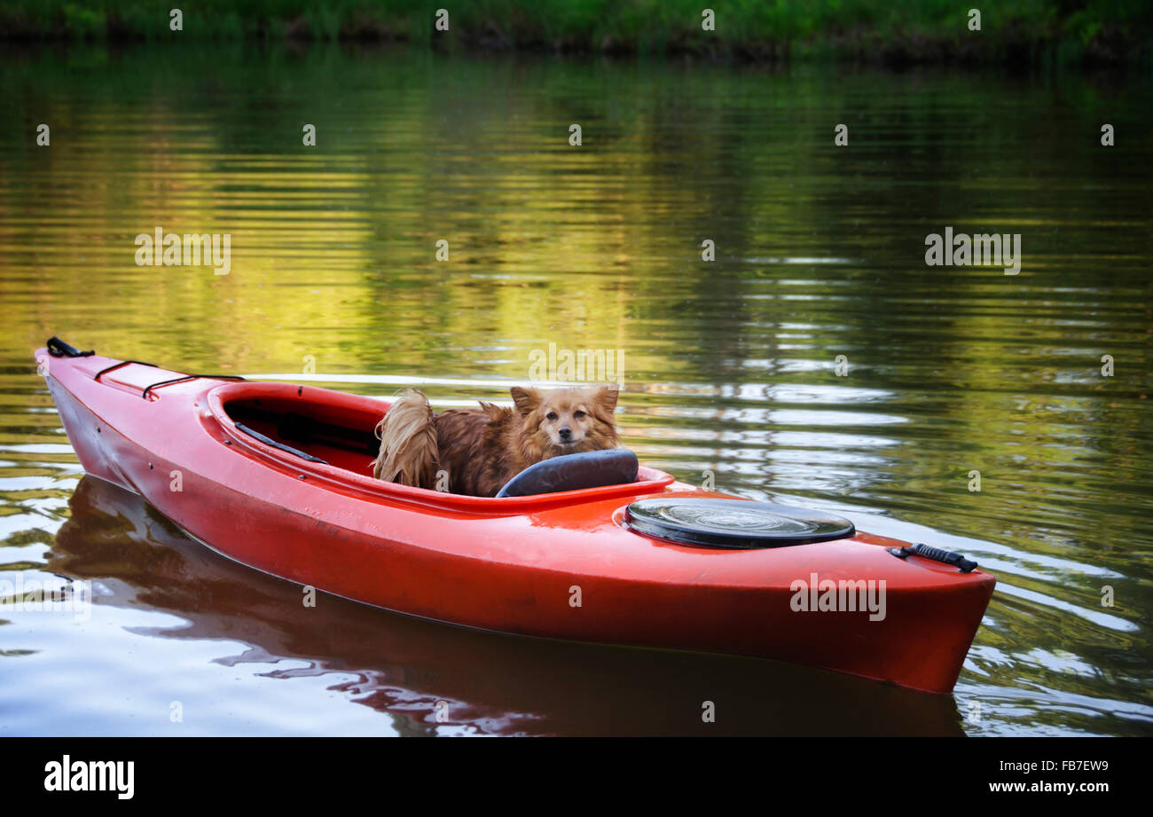 Kayak with dog hi-res stock photography and images - Alamy
