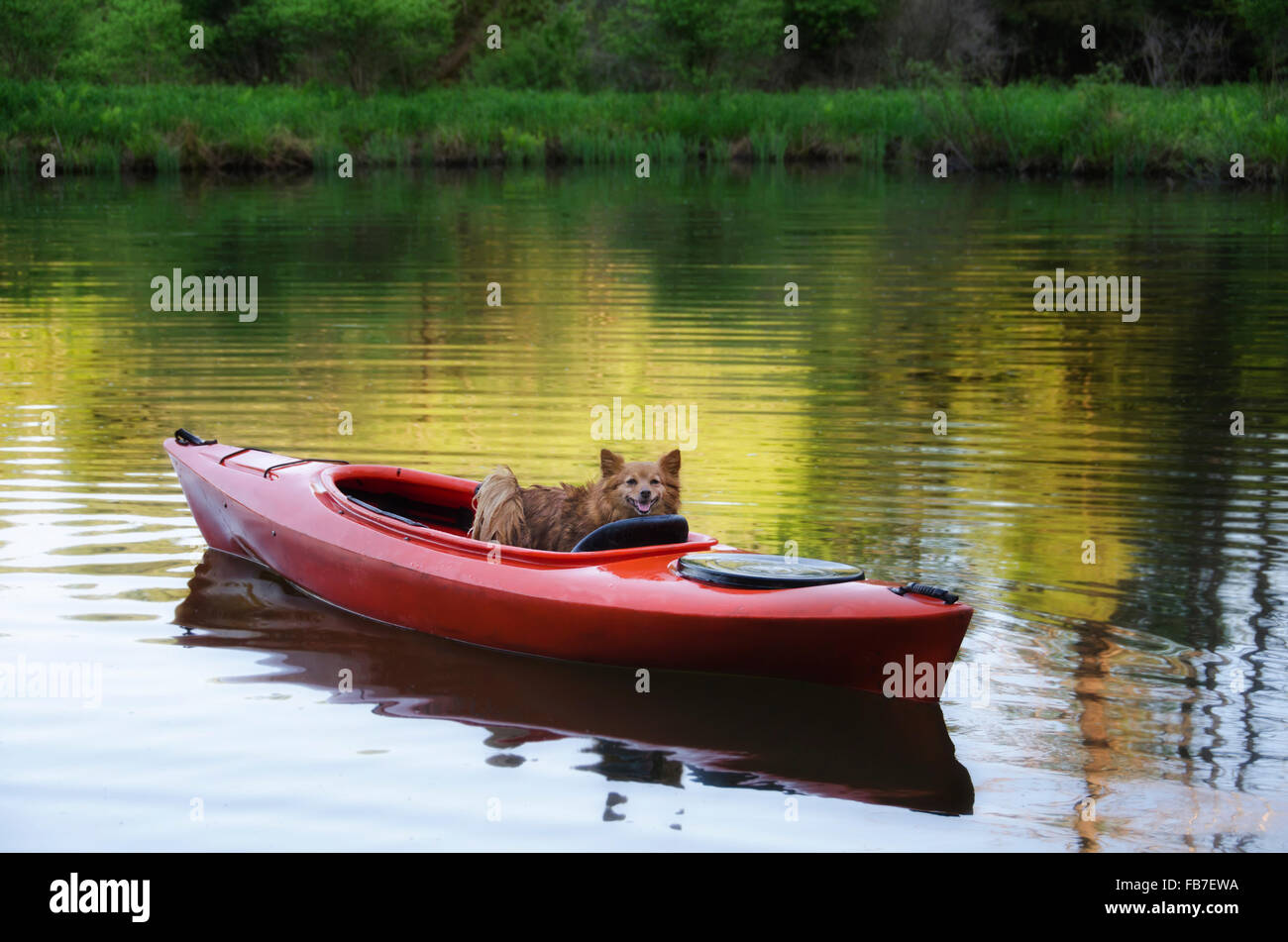 Kayak with dog hi-res stock photography and images - Alamy