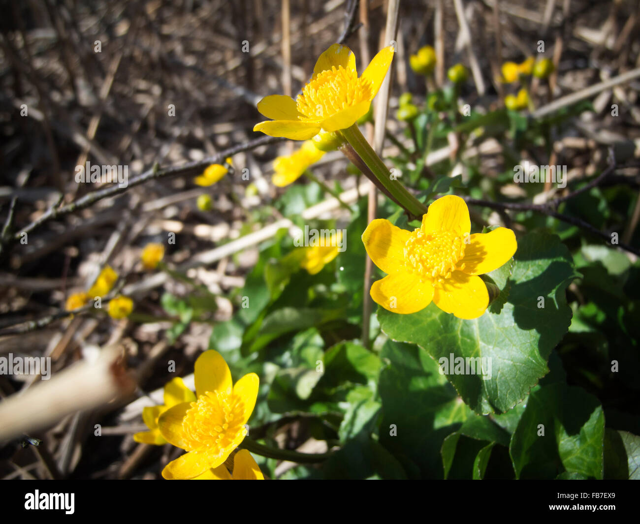 ground-level close up view of a Marsh Marigold (Caltha palustris) in a ...