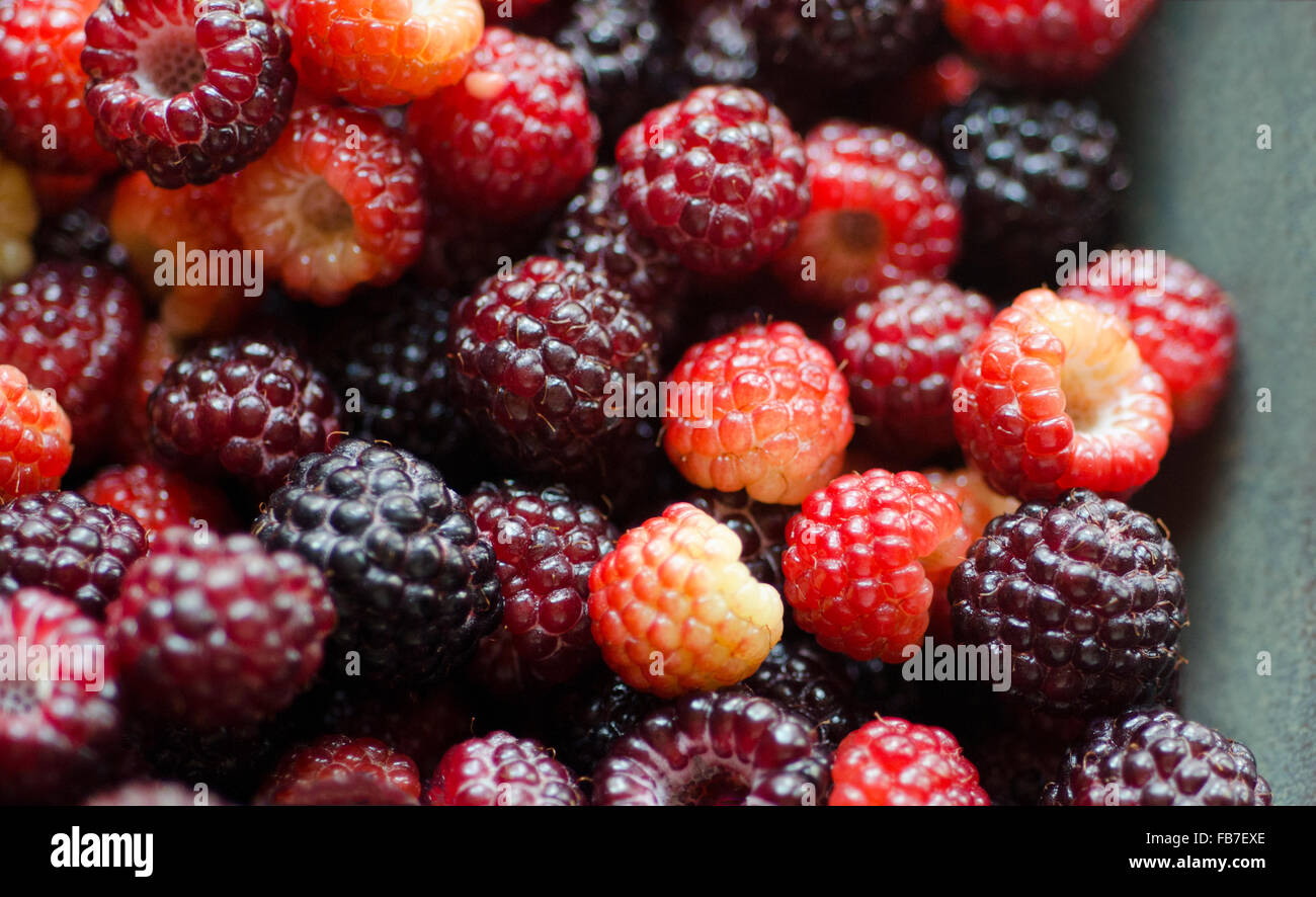 Wild red raspberry hi-res stock photography and images - Alamy