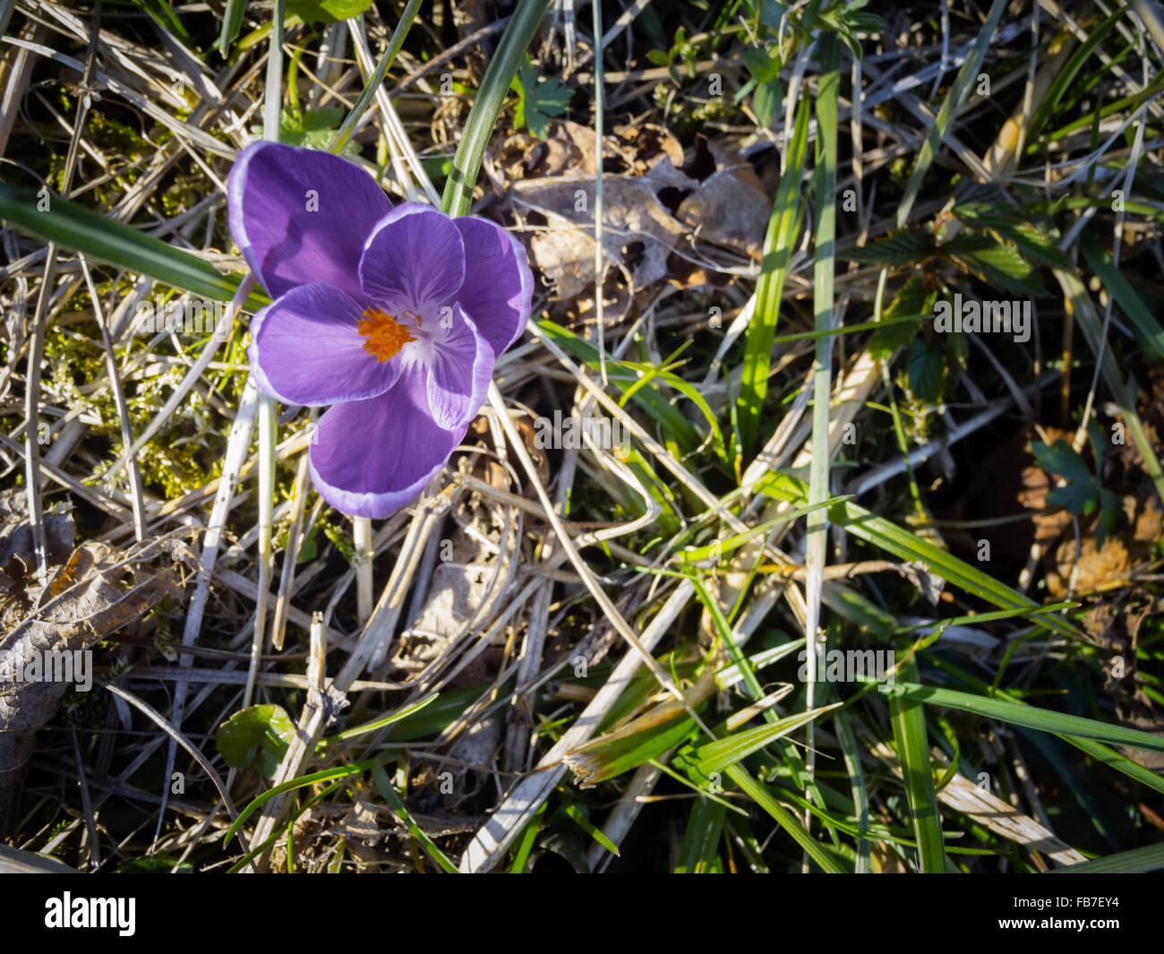 Ground hugging flower hi-res stock photography and images - Alamy
