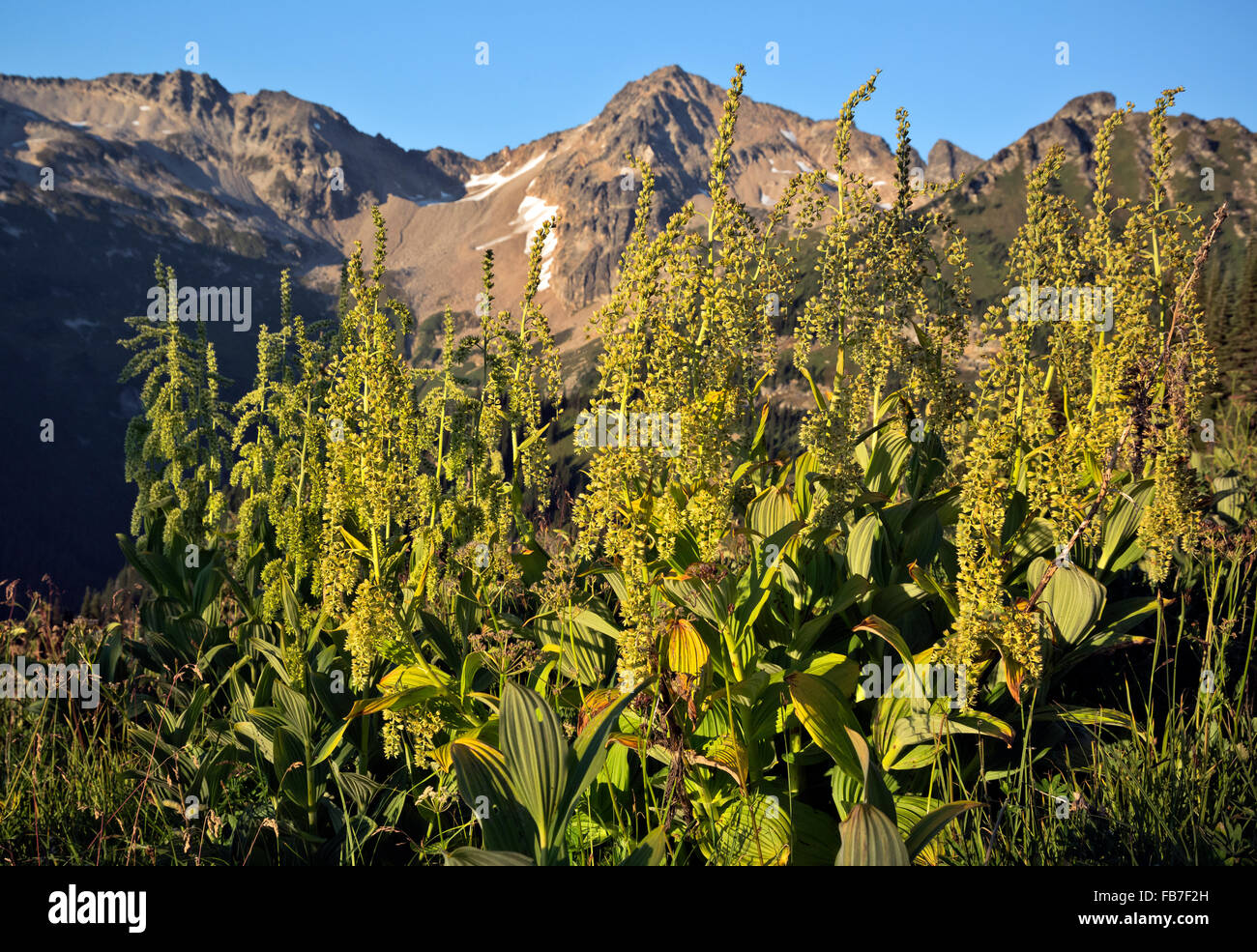 WASHINGTON - Green False Hellebore in the late afternoon light on the ...