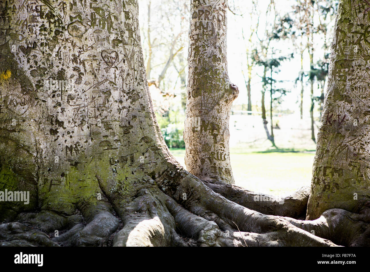 Close-up of tree trunks at park Stock Photo - Alamy