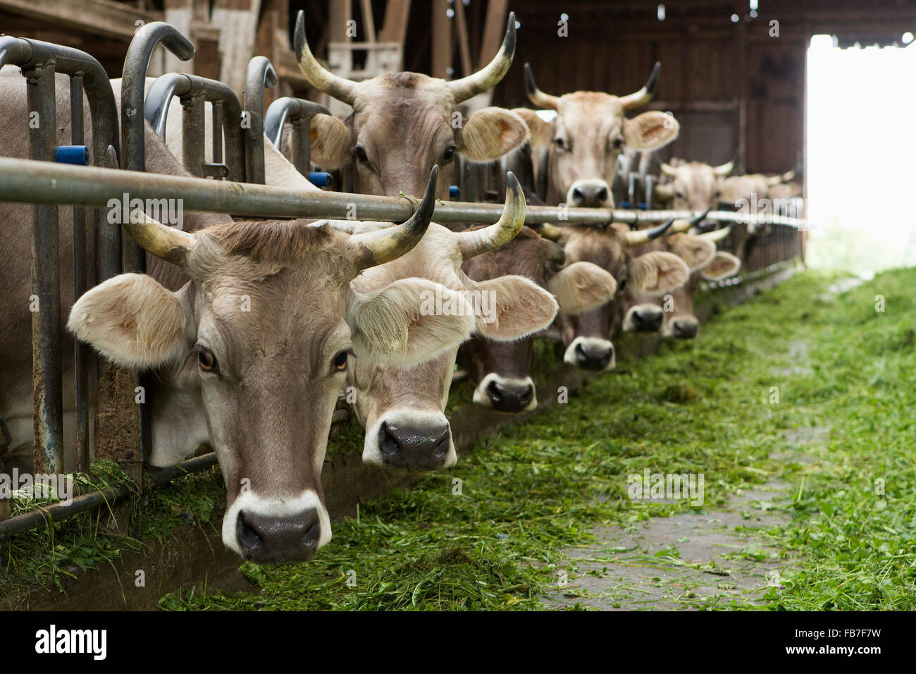 Portrait of cows in pen Stock Photo - Alamy