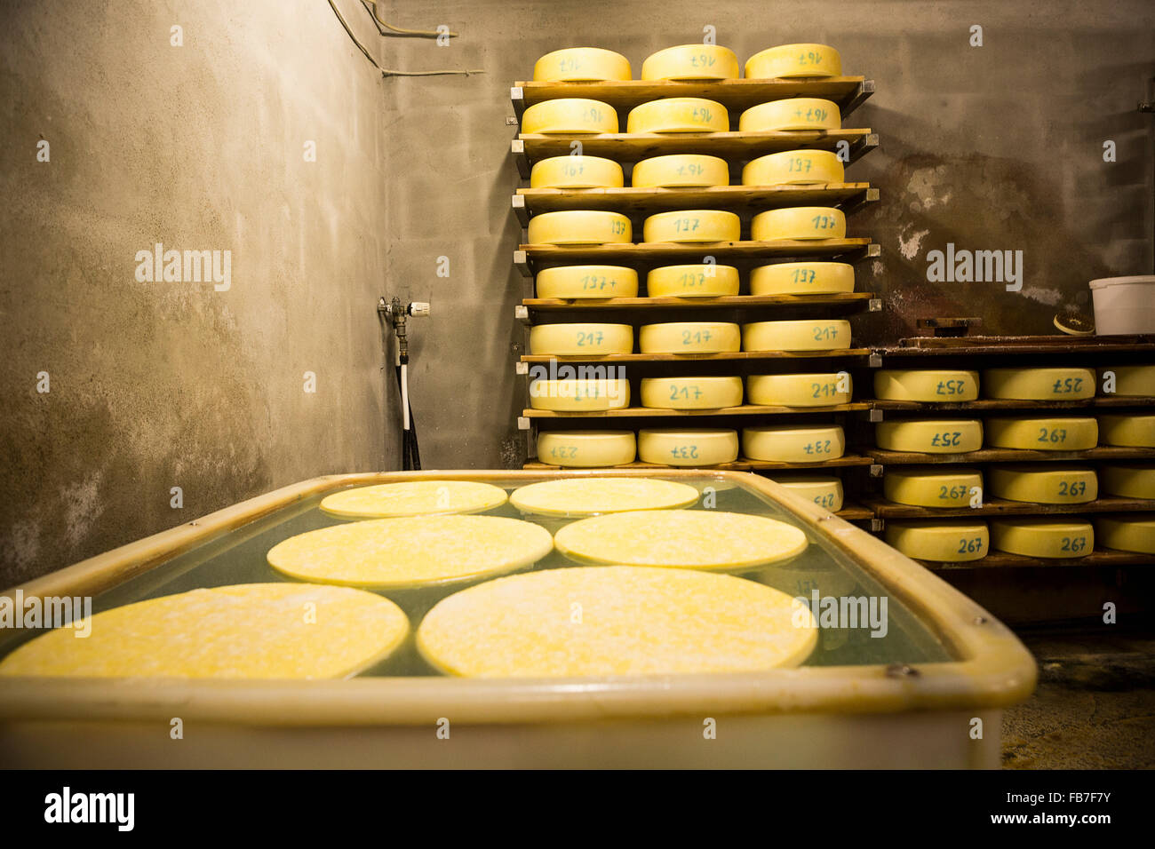 Interior of cheese factory Stock Photo - Alamy