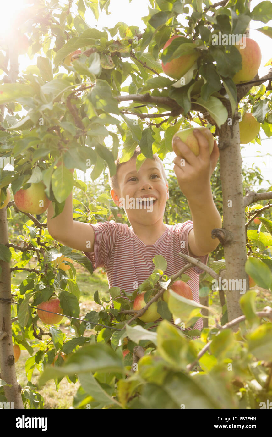 Picking fruit tree hi-res stock photography and images - Alamy