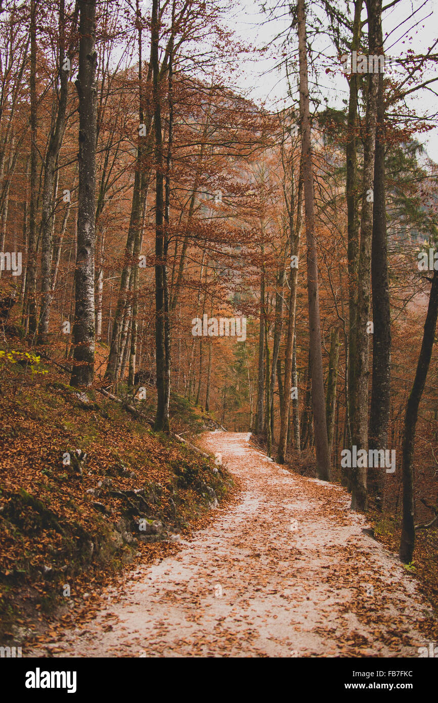 Footpath passing through trees on mountain during autumn Stock Photo ...
