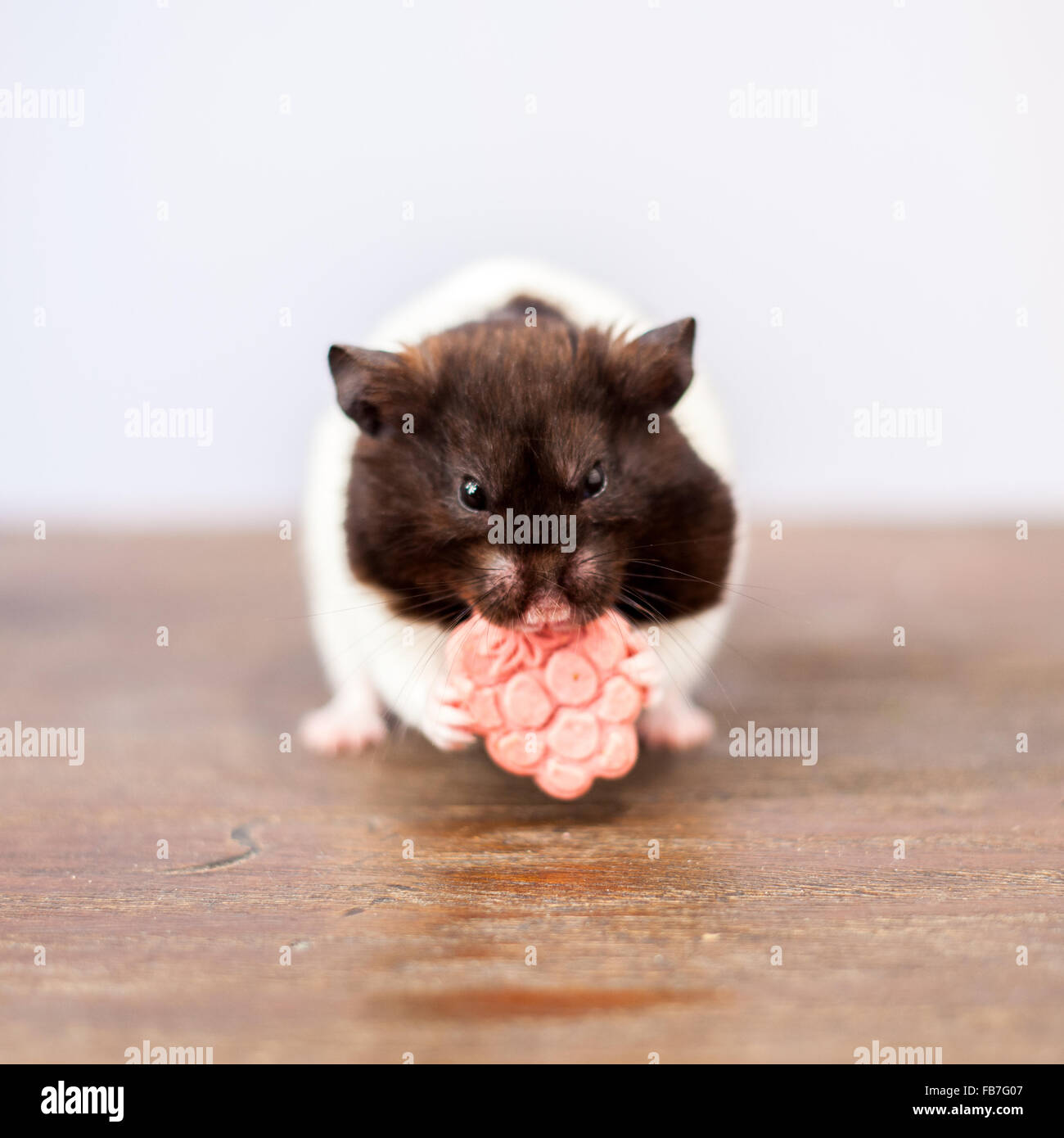Black And White Syrian Hamster
