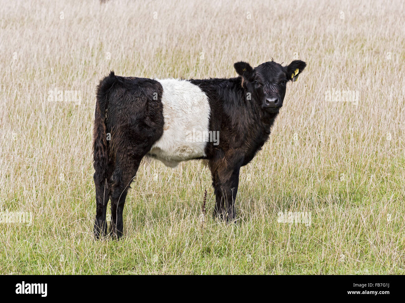 Belted Galloway cow in field Stock Photo - Alamy