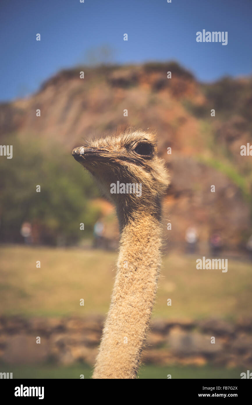 Curious african ostrich walking in the paddock at the ostrich farm ...