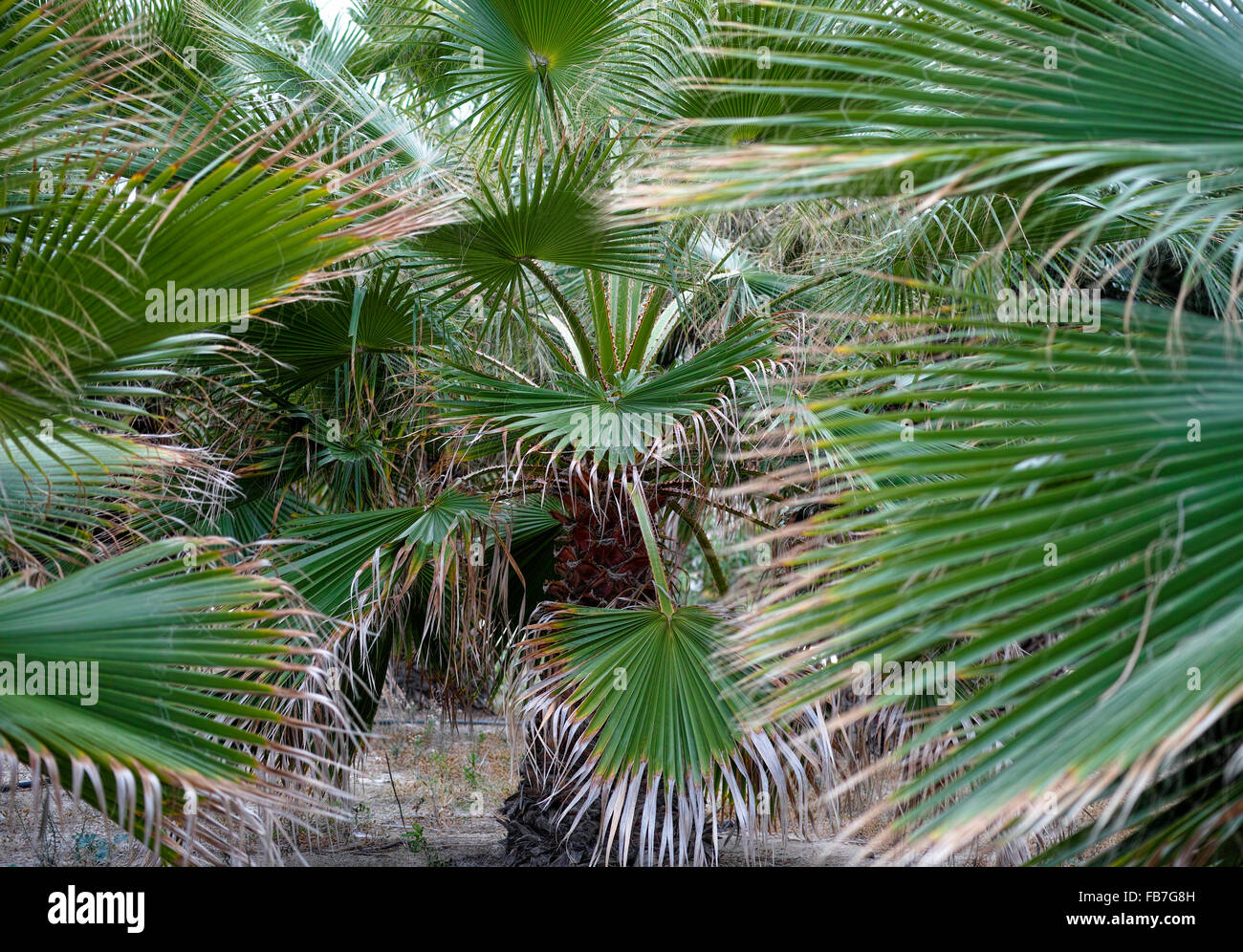 Grove of small palm trees Stock Photo - Alamy