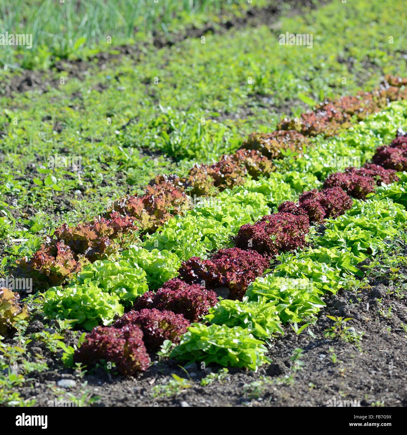 Plants in a row Stock Photo - Alamy