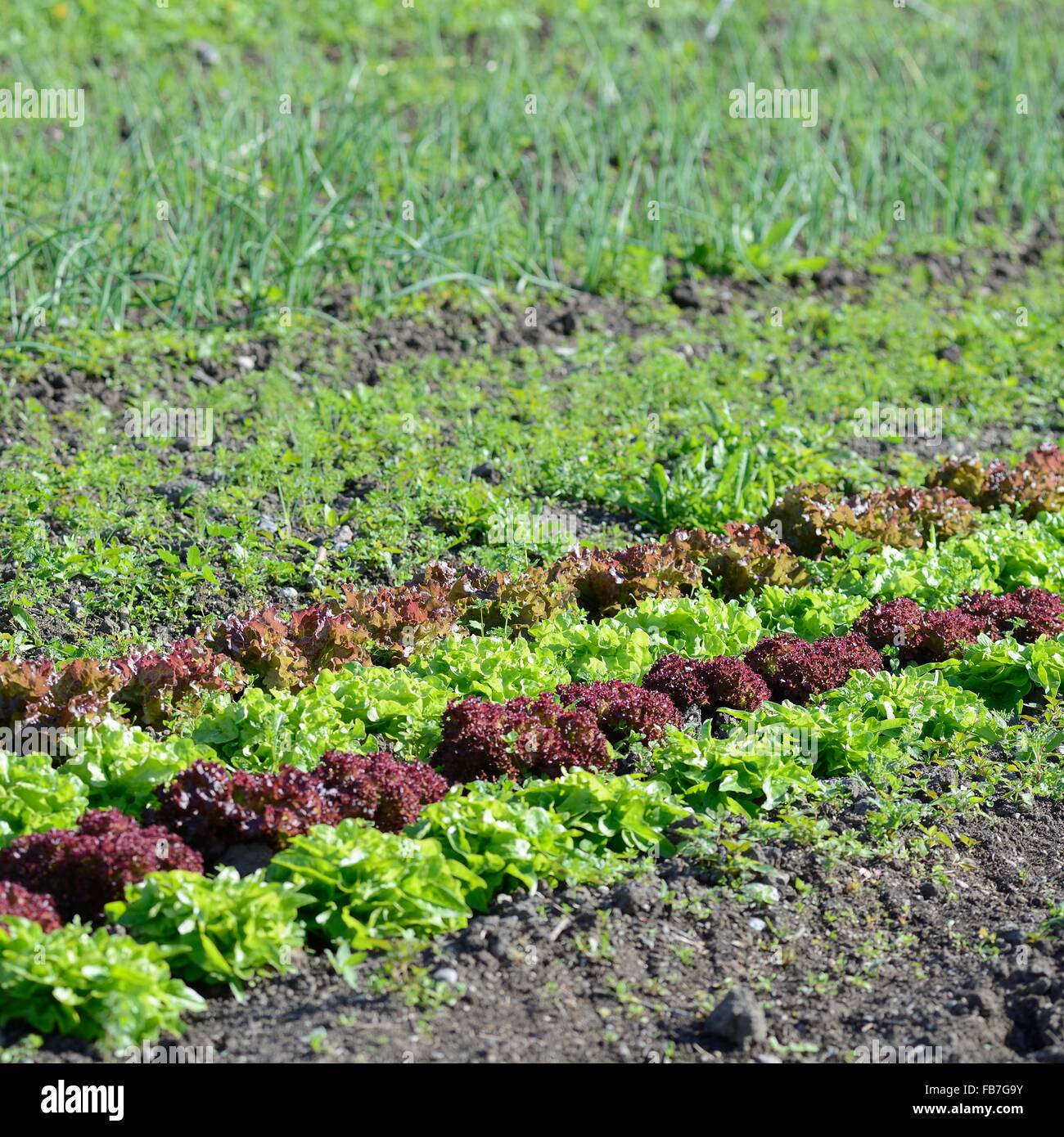 Plants in a row Stock Photo - Alamy
