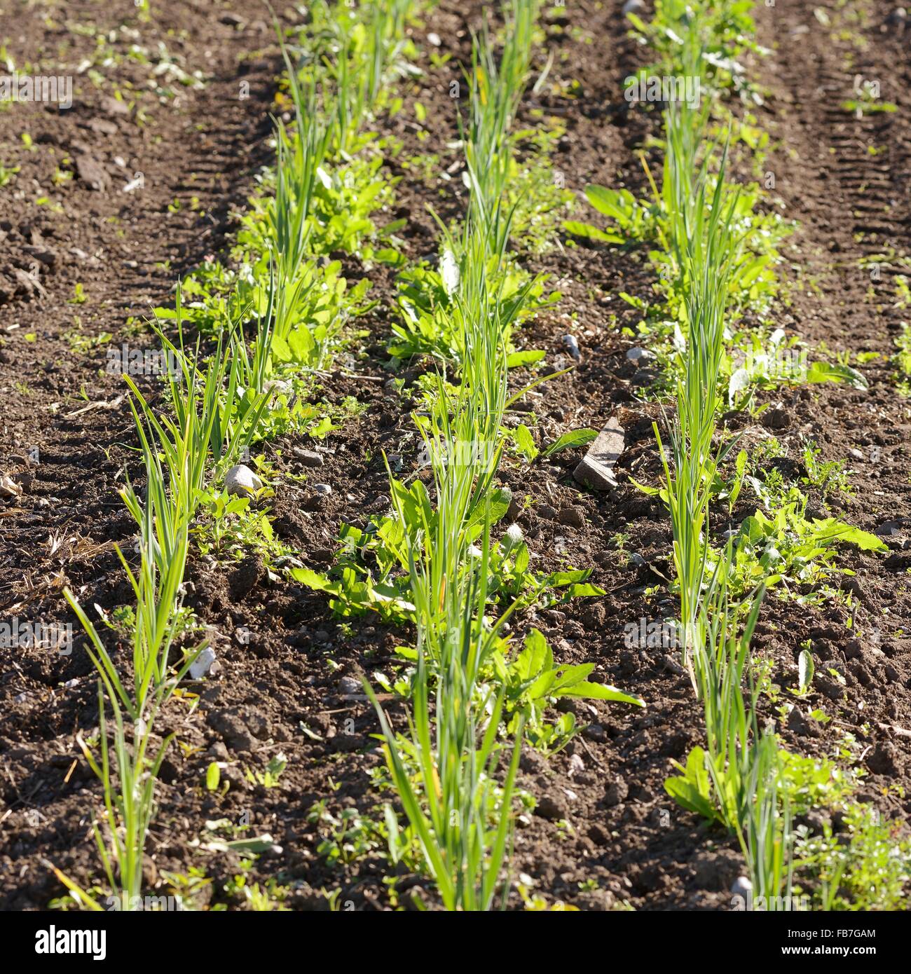 Plants in a row Stock Photo - Alamy