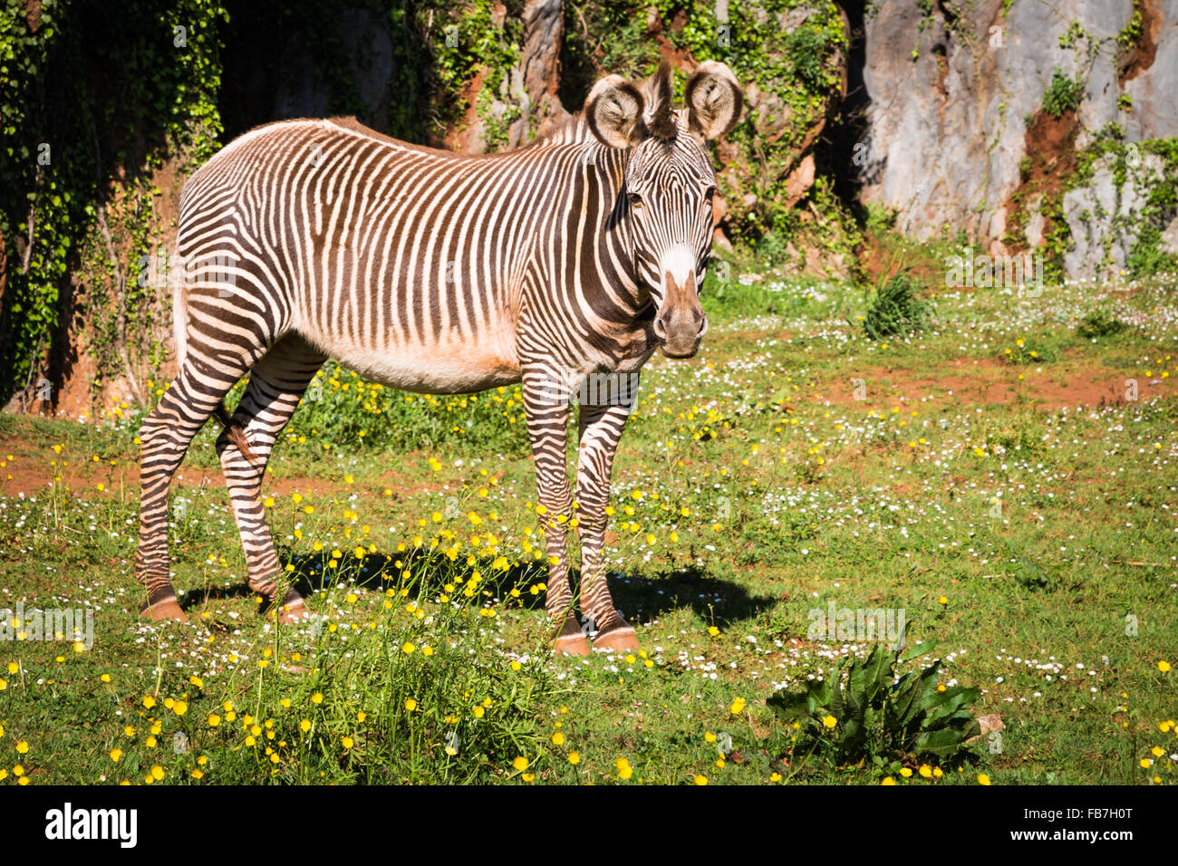 Grevy's Zebra, samburu national park, Kenya Stock Photo - Alamy
