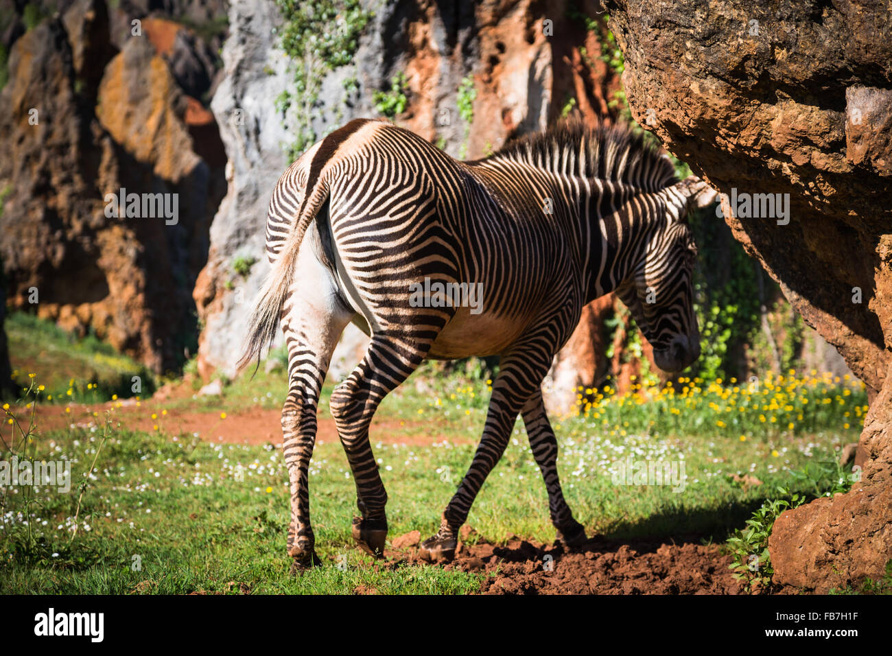 A beautiful African zebra in his natural environment Stock Photo - Alamy