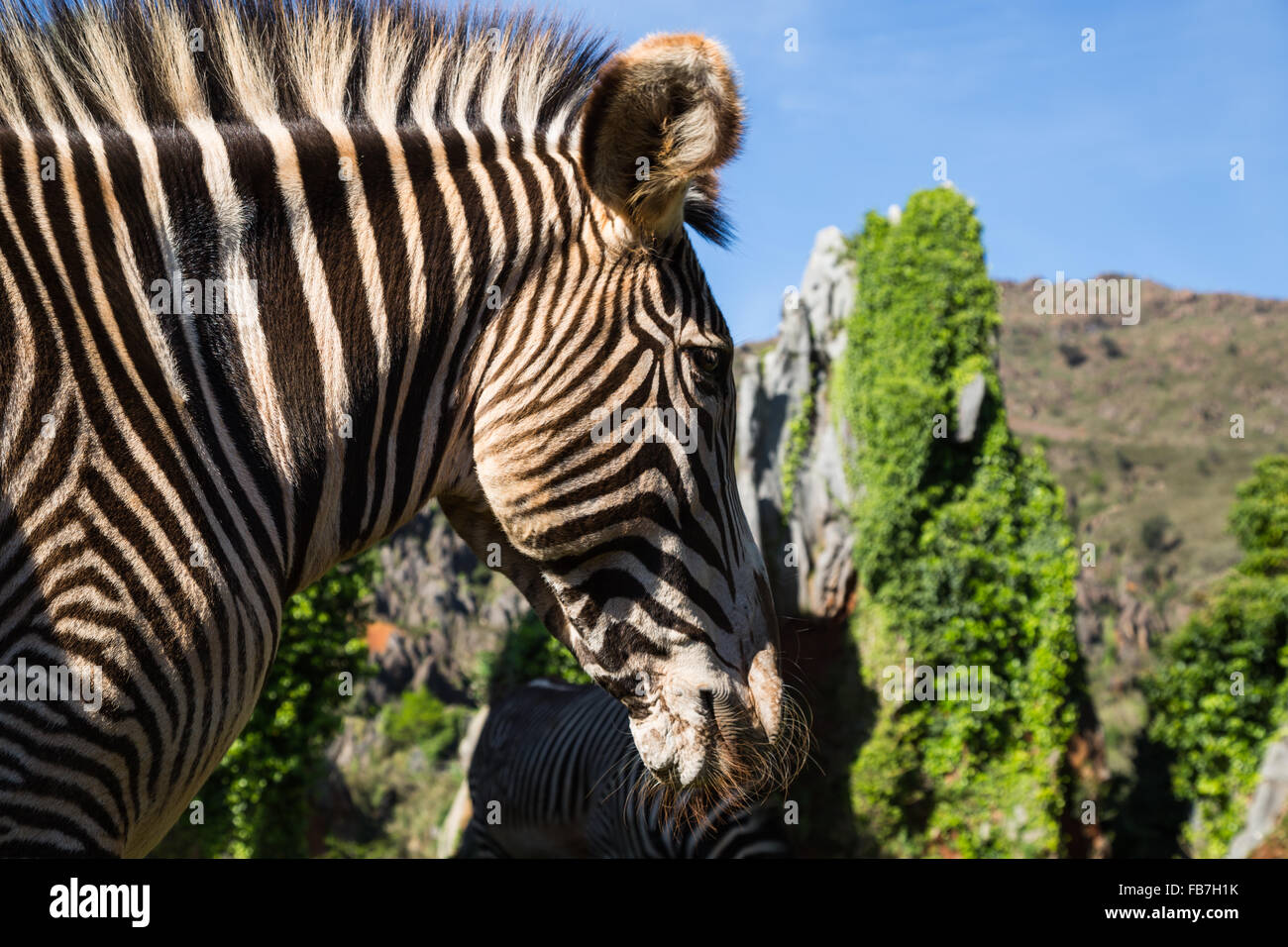 A beautiful African zebra in his natural environment Stock Photo - Alamy