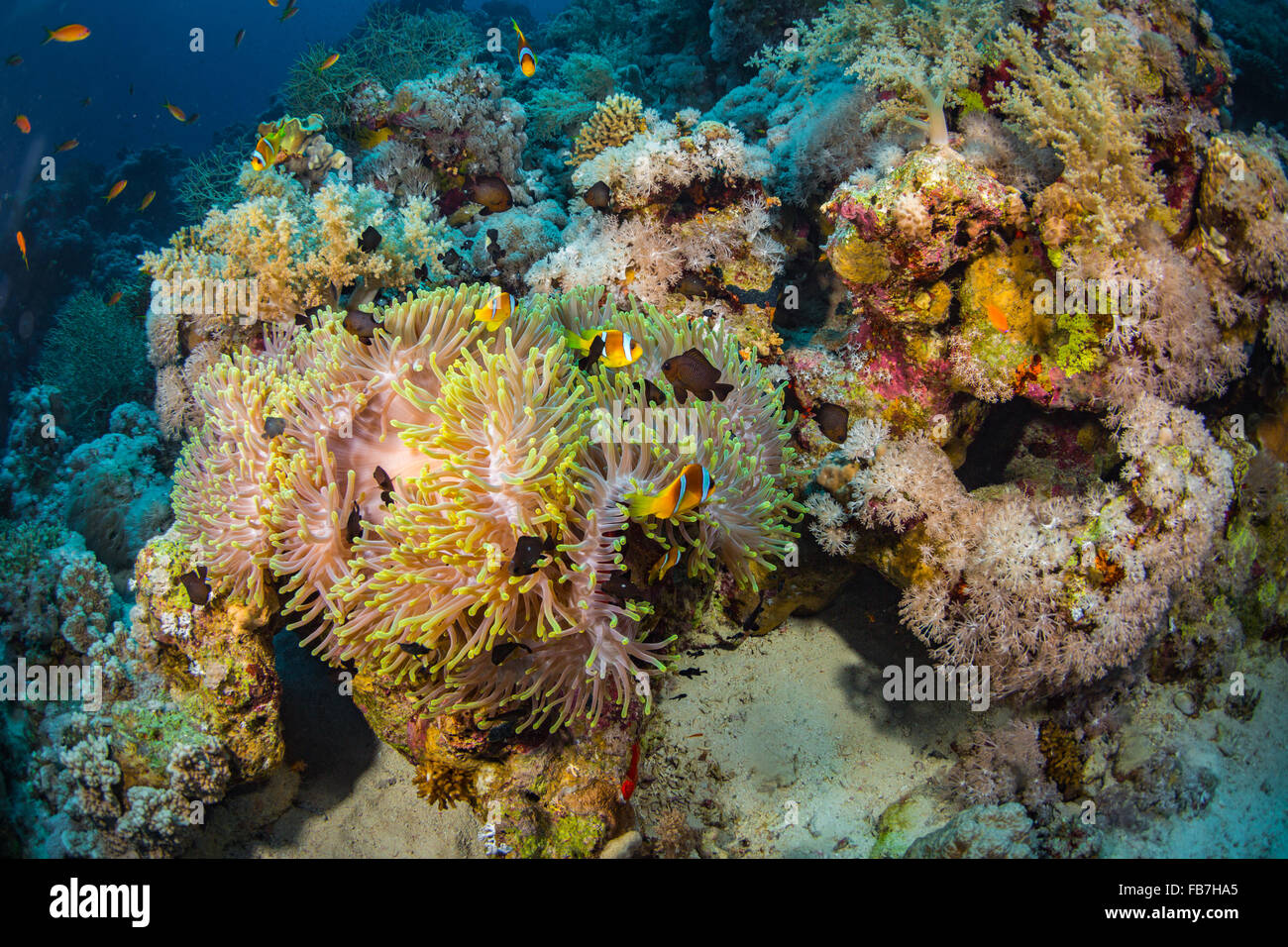 Coral Reef of Red Sea Stock Photo - Alamy