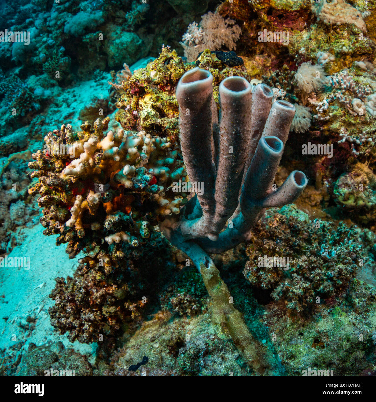 Coral Reef of Red Sea Stock Photo - Alamy