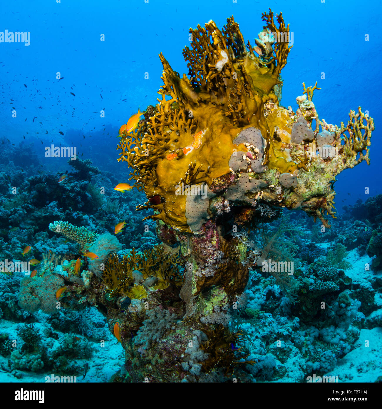 Coral Reef of Red Sea Stock Photo - Alamy