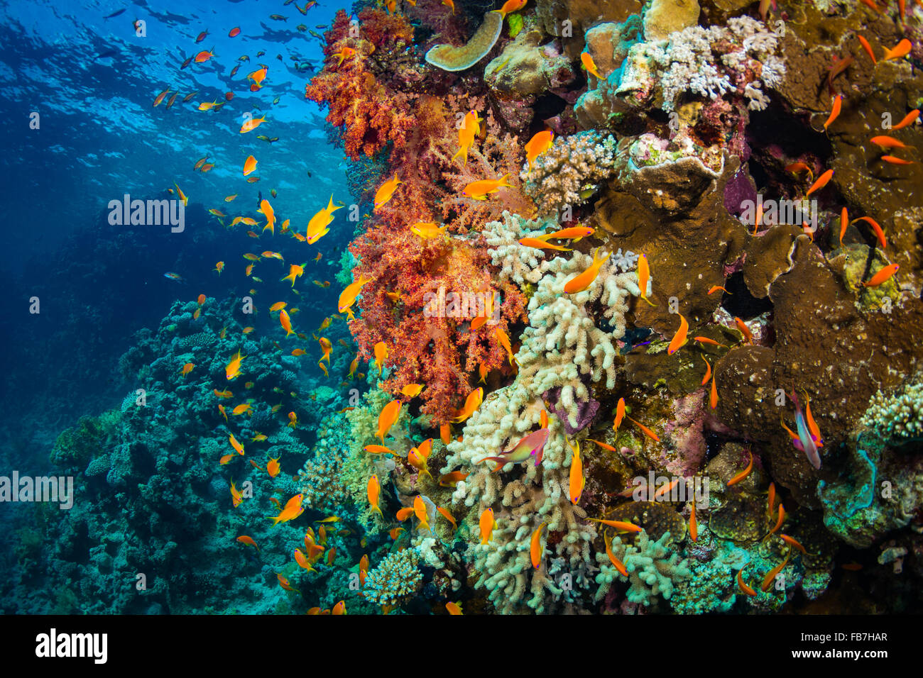 Coral Reef of Red Sea Stock Photo - Alamy