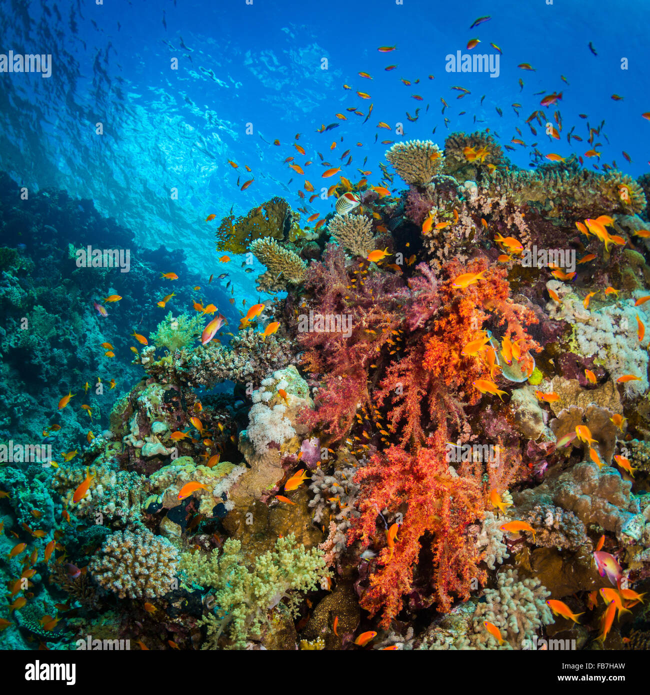 Coral Reef of Red Sea Stock Photo - Alamy