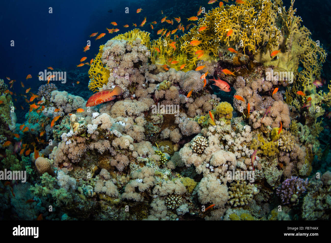 Coral Reef of Red Sea Stock Photo - Alamy