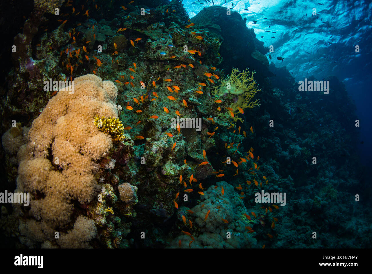 Coral Reef of Red Sea Stock Photo - Alamy