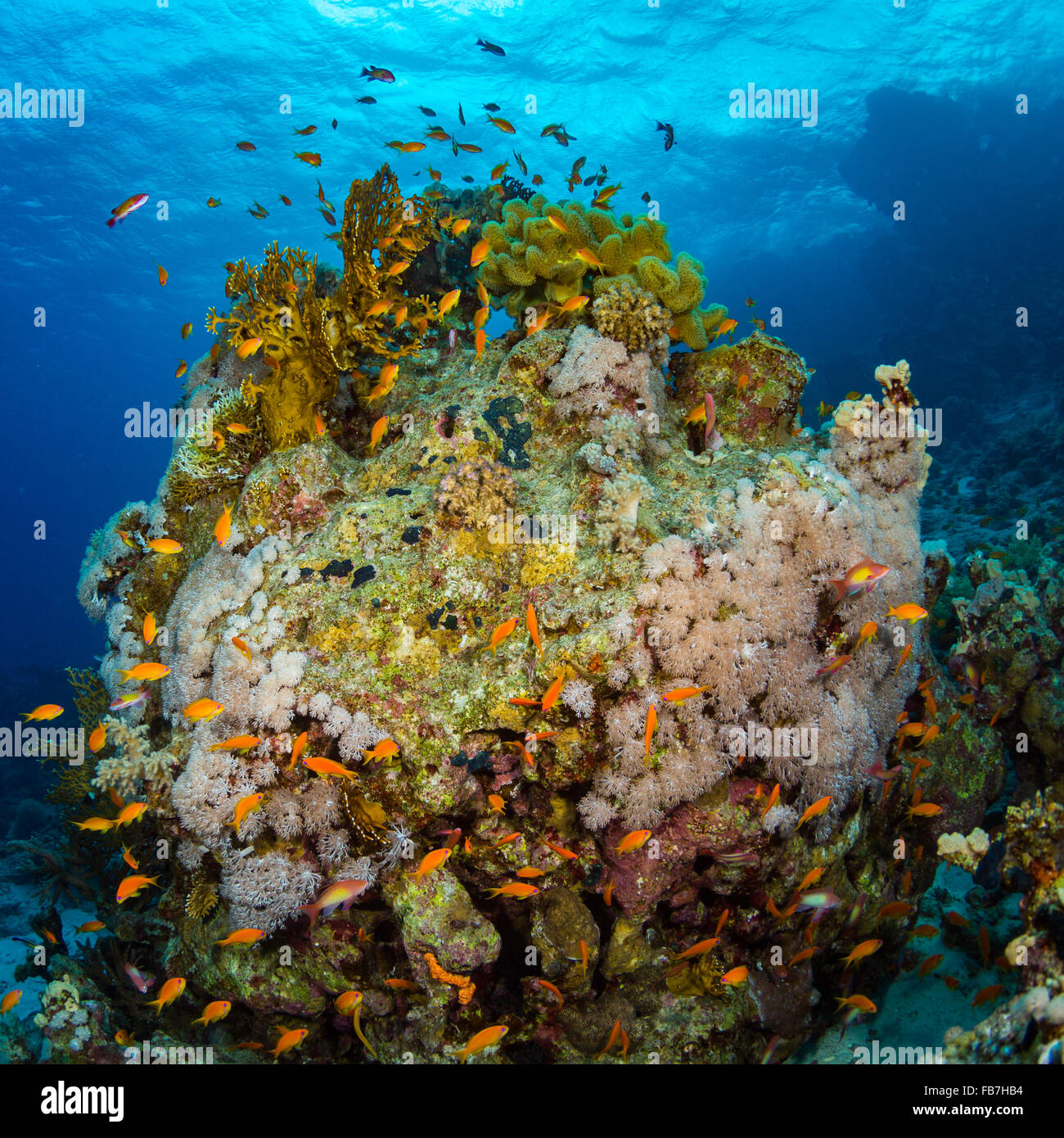 Coral Reef of Red Sea Stock Photo - Alamy