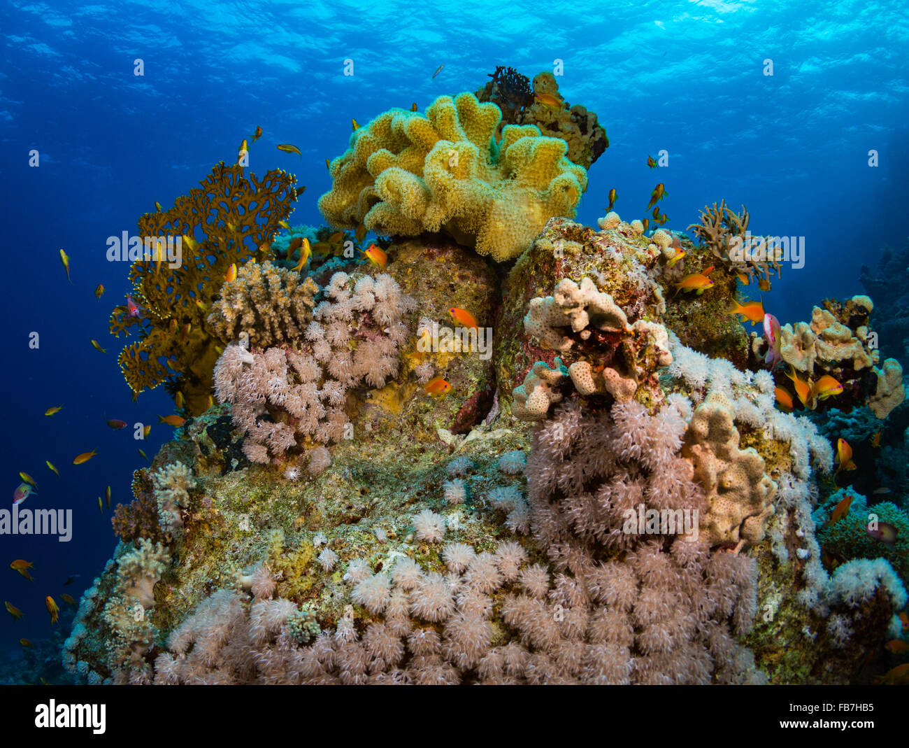 Coral Reef of Red Sea Stock Photo - Alamy