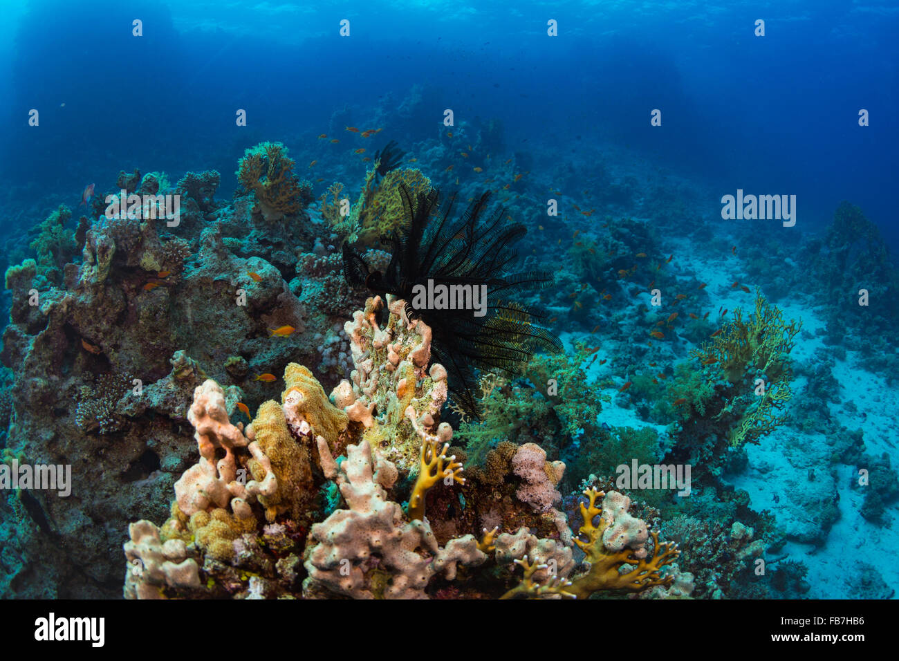 Coral Reef of Red Sea Stock Photo - Alamy