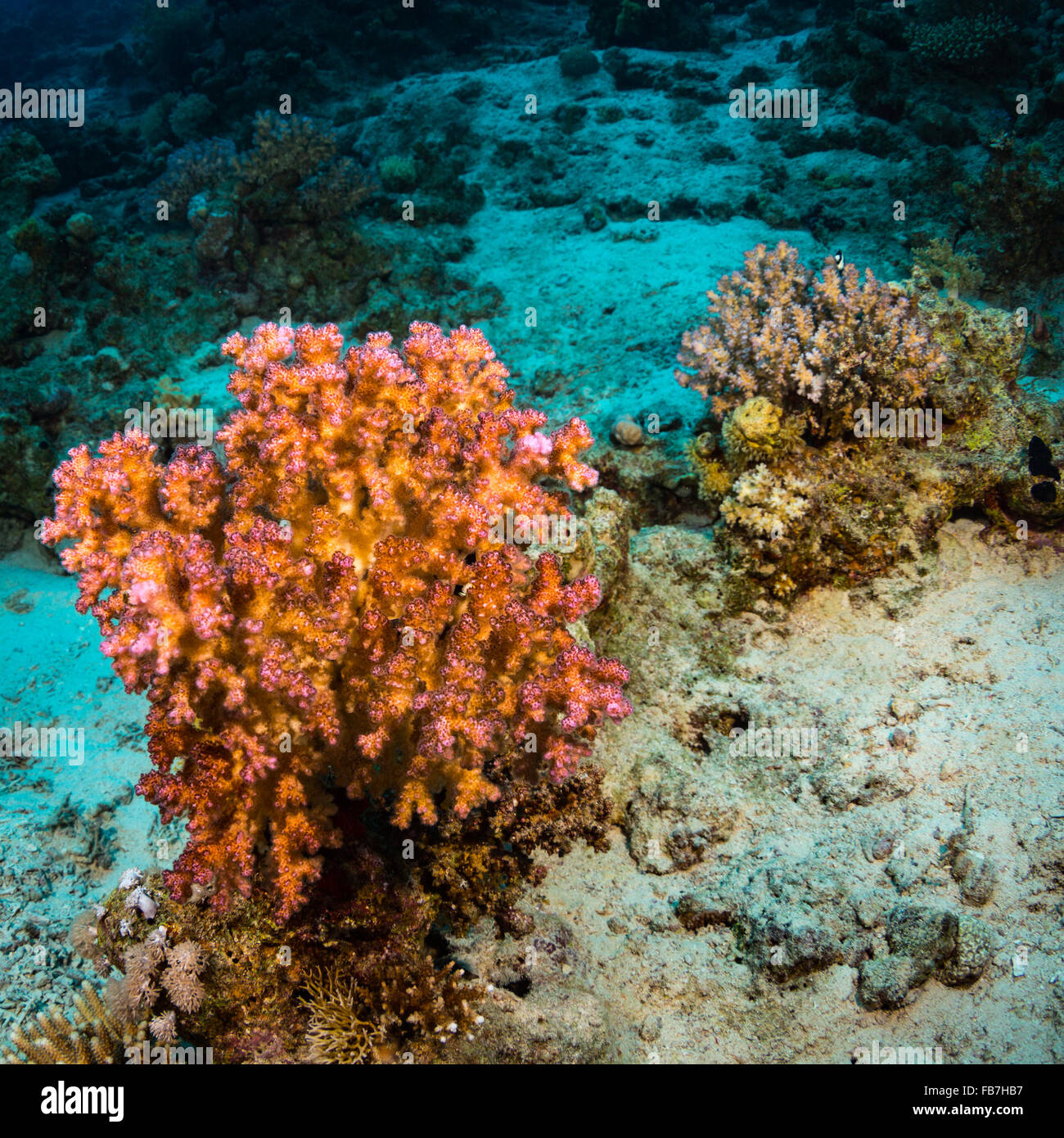 Coral Reef of Red Sea Stock Photo - Alamy