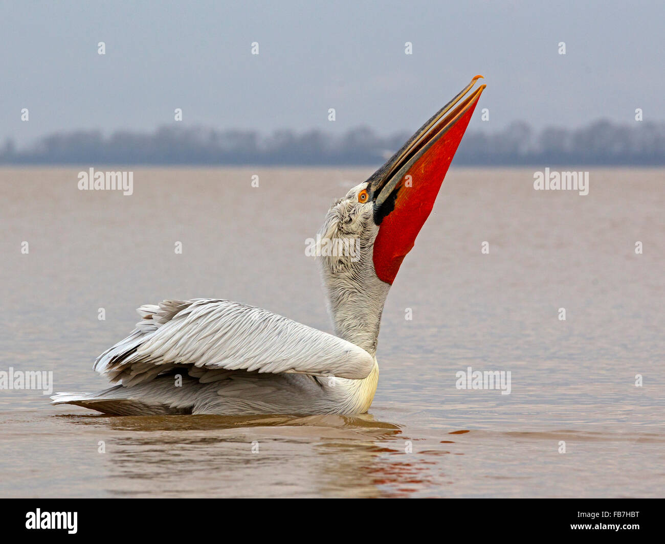 Pelican pouch fish hi-res stock photography and images - Alamy