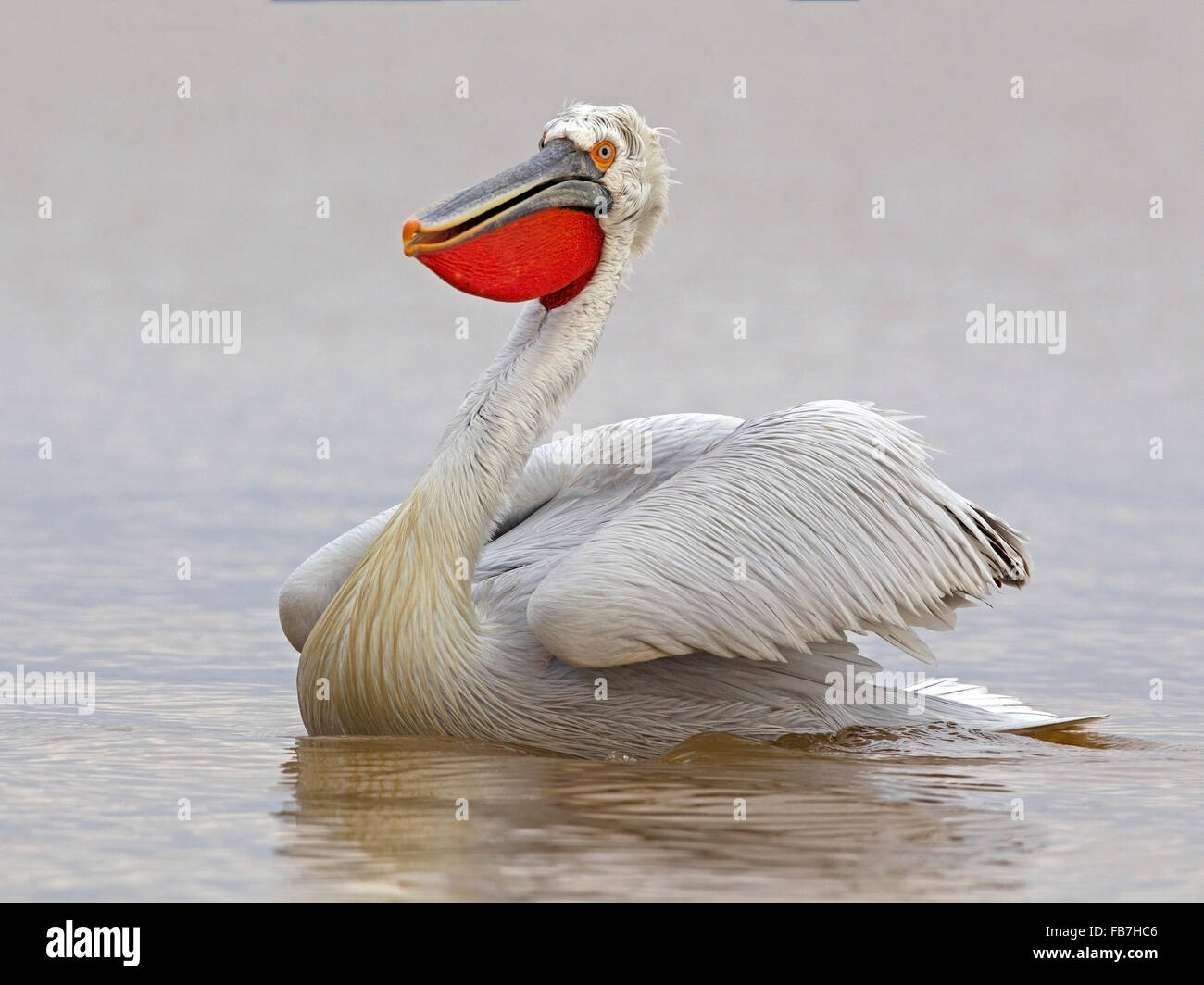 Pelican pouch fish hi-res stock photography and images - Alamy