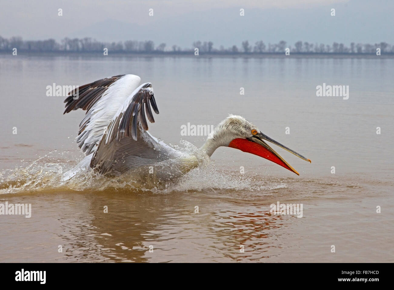 Pelican fish hi-res stock photography and images - Alamy